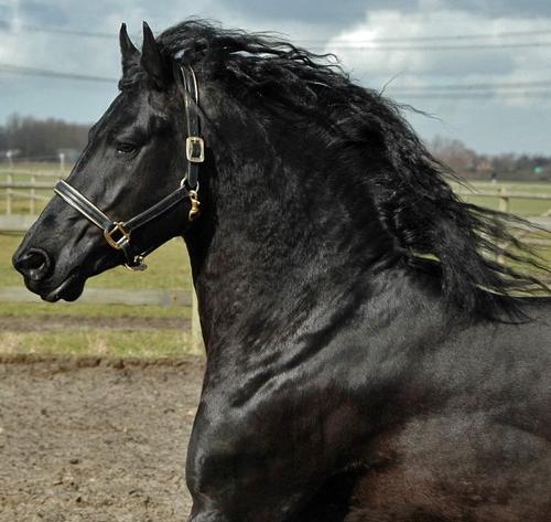 Born to Ride: El caballo Frisón.