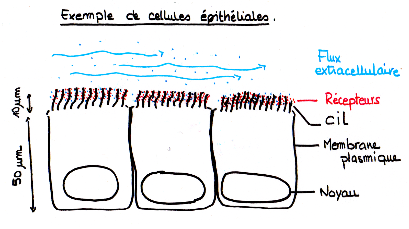 Les poissons n'existent pas: L'histoire poilante des cils