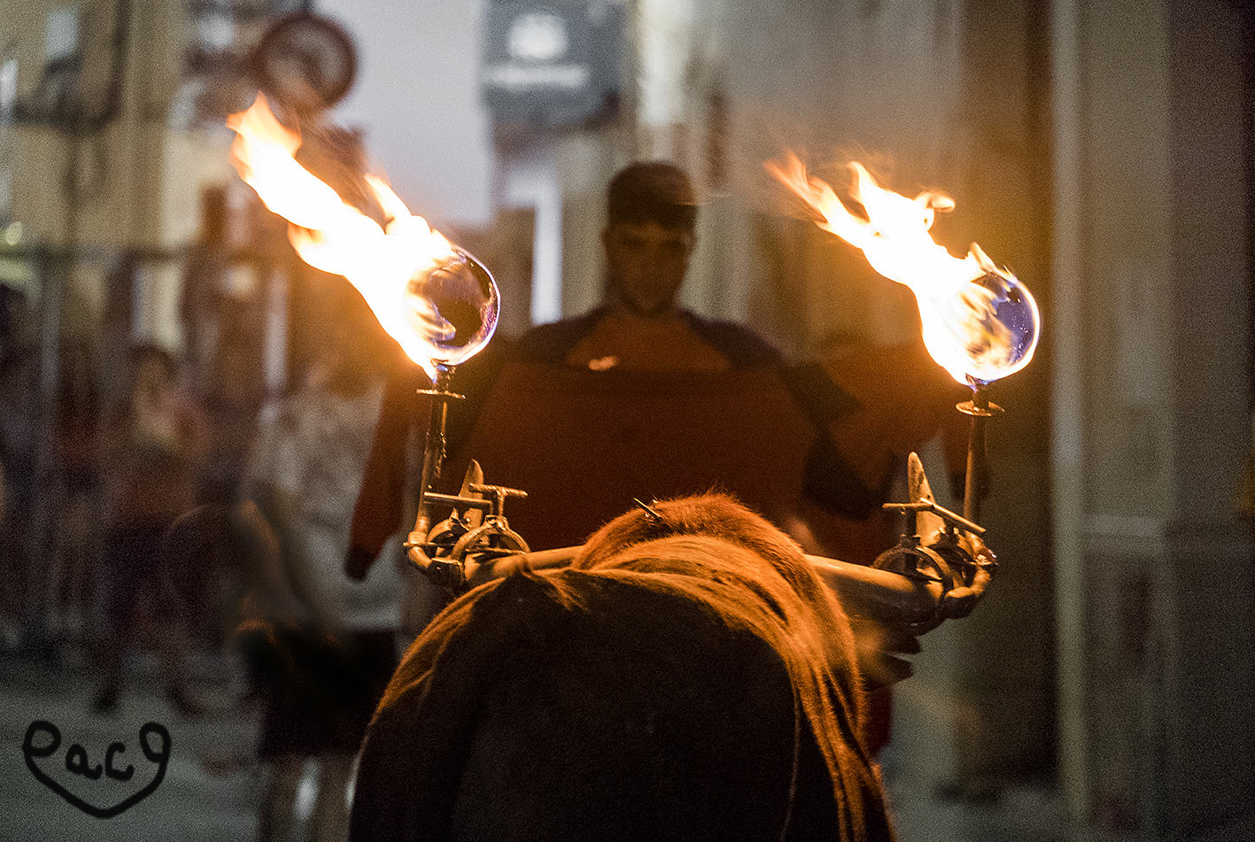 francisco sanchez fotografias: BOU EMBOLAT , TORO EMBOLADO