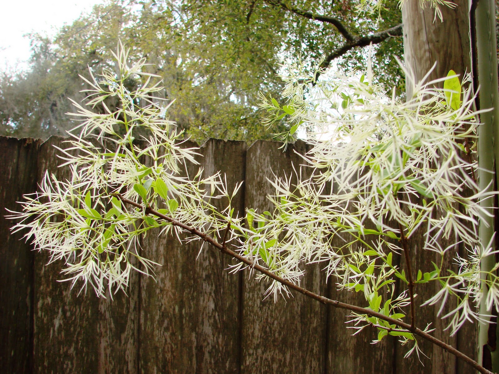 Earth Shattering Gardening: The Best Time To Plant A Tree Is Now