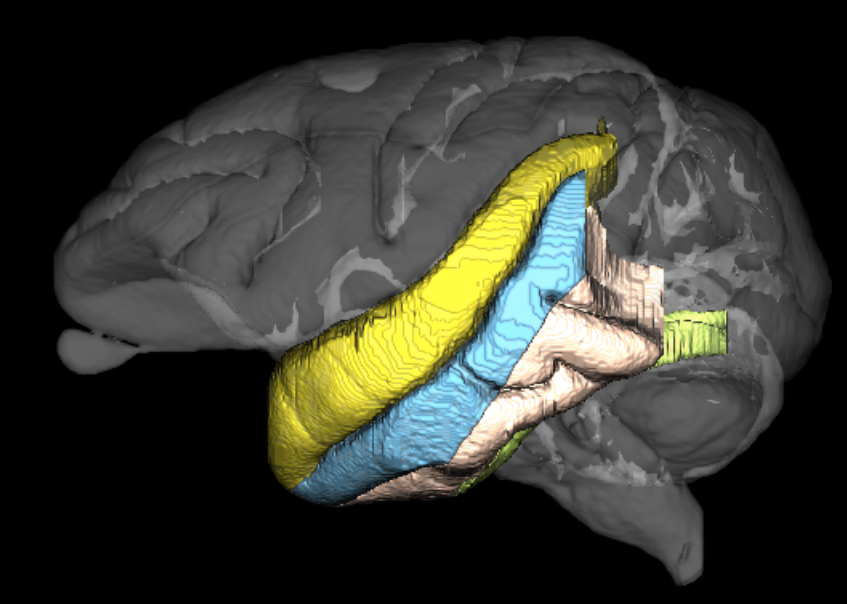 Atlas de neuroanatomía: CORTEZA CEREBRAL (NEOCORTEZA)