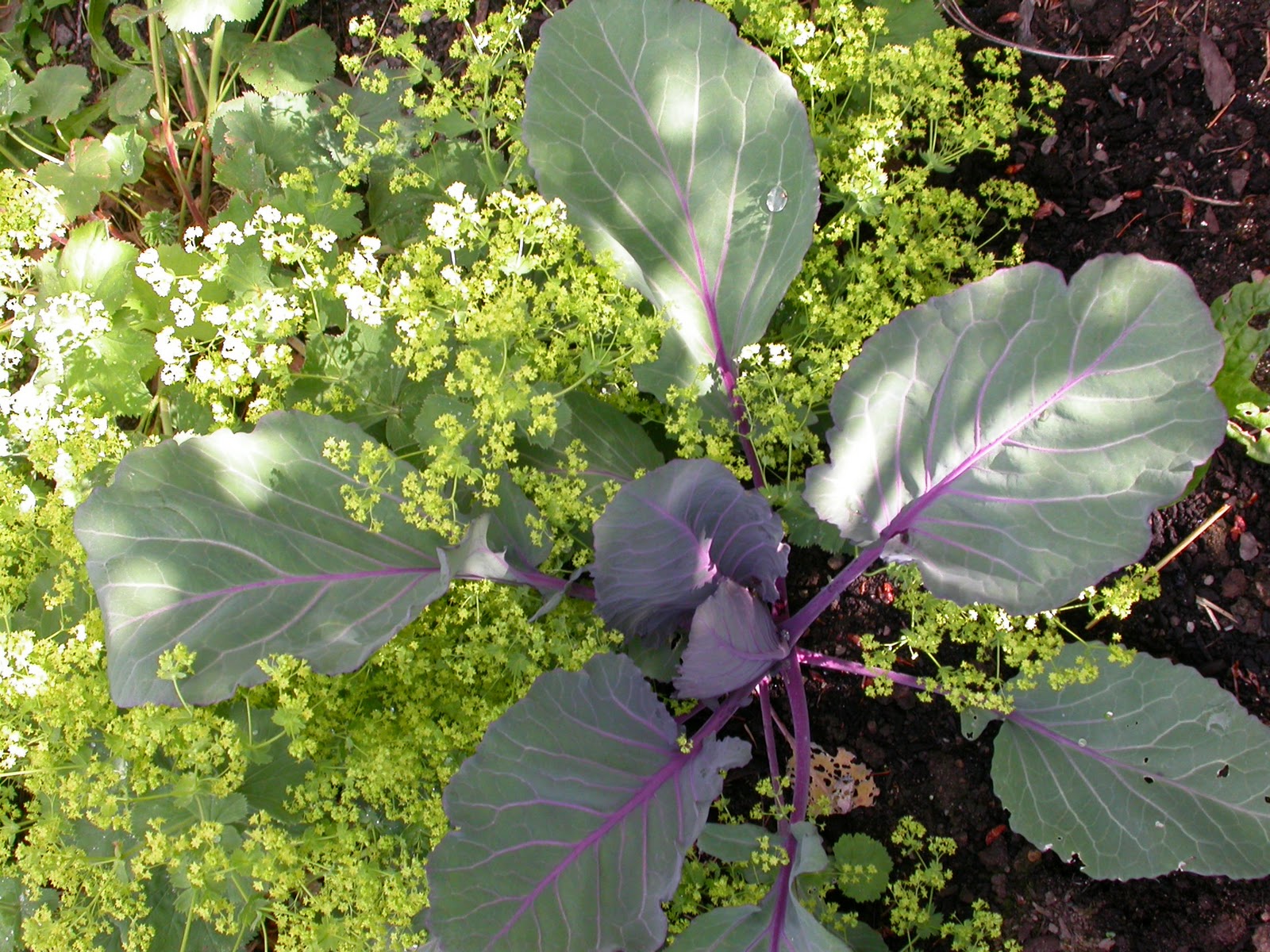 Christina's Garden: January 2012