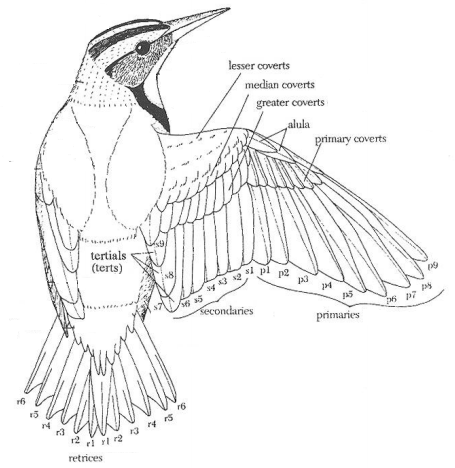 Ten Million Earthlings: Understanding Molt: A Bander's Perspective