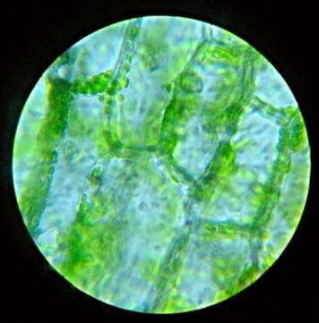 Celulas Foliares De Elodea Baixo Consumo De Energia