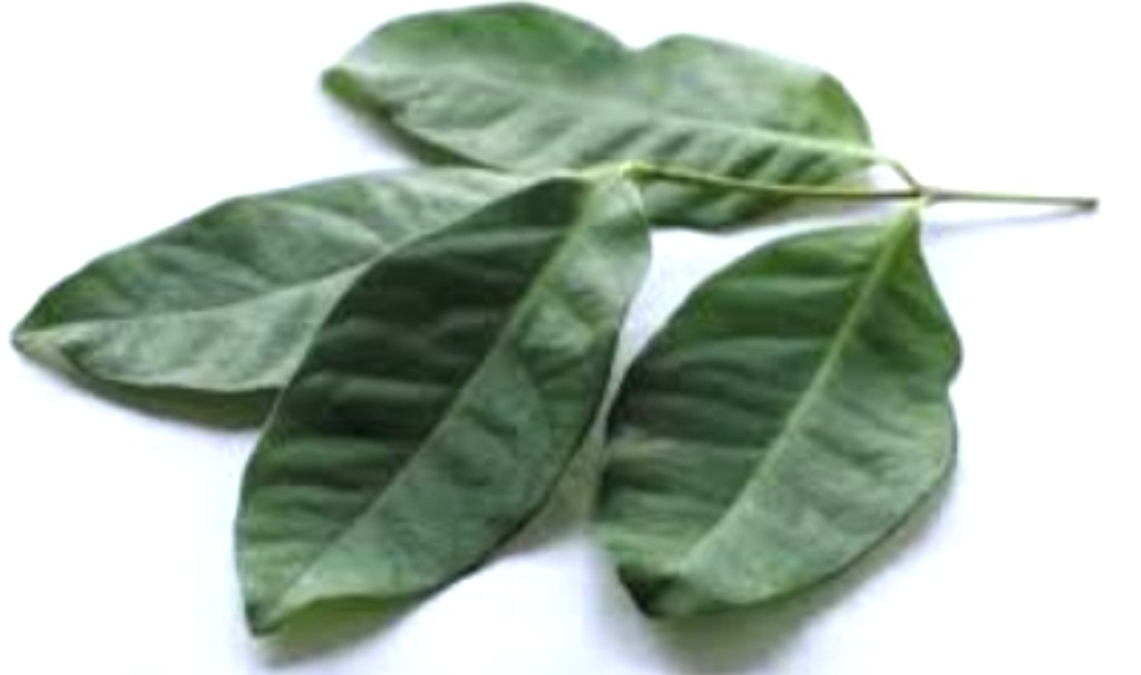 Cara Pembuatan Simplisia Daun Salam ~ Tutorin