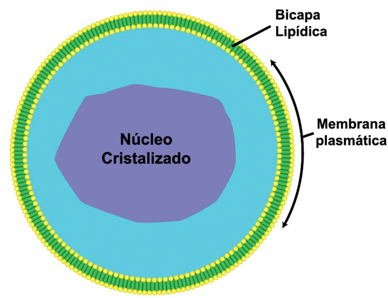 el moderno prometeo: Peroxisomas