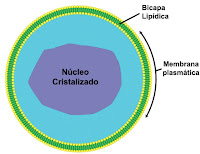 el moderno prometeo: Peroxisomas