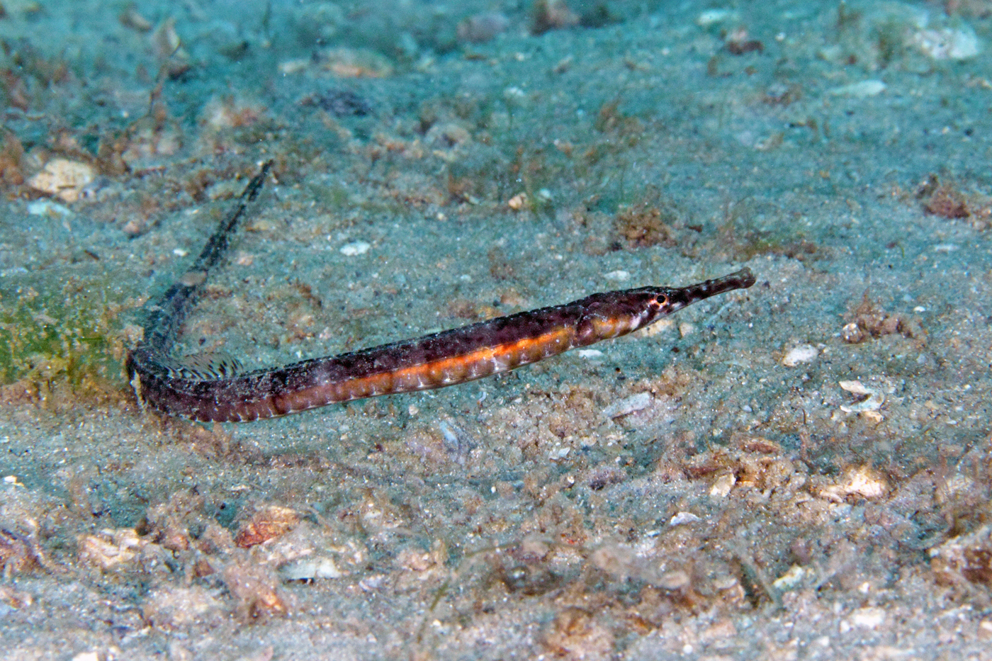 RIVER PIPE FISH ~ Everything About Fish