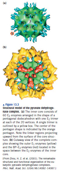 Sandwalk: Pyruvate dehydrogenase astonishes Ann Gauger