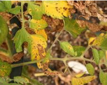 PENGENDALIAN PENYAKIT LAYU BAKTERI PADA TANAMAN TOMAT