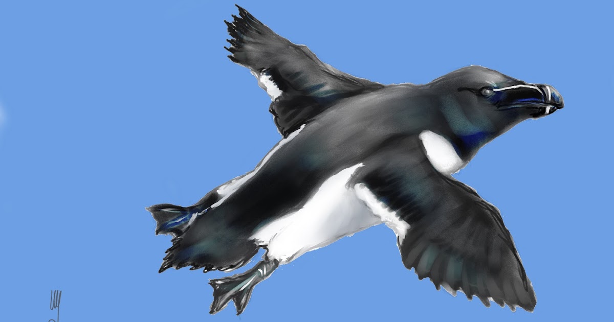 Birds: Razorbill