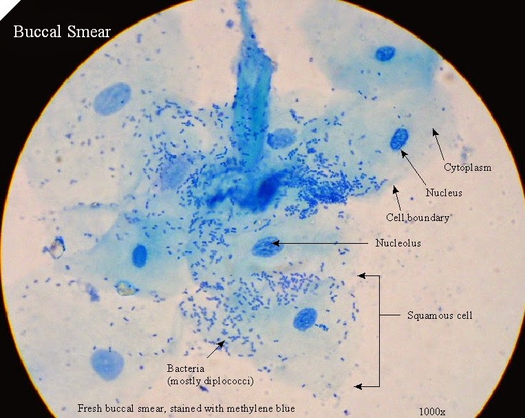 Un rincón del aula de biología: Microscope observation of cheek cells