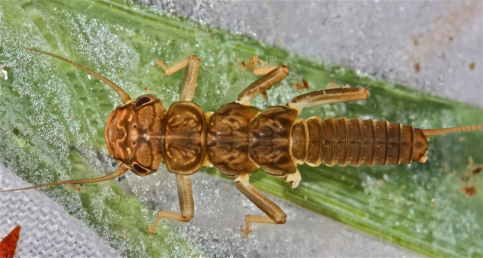 Aquatic Insects of Central Virginia: A Day at the Rapidan River: Taking ...