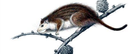 Oksfordzkie łożysko ~ Naturalnie