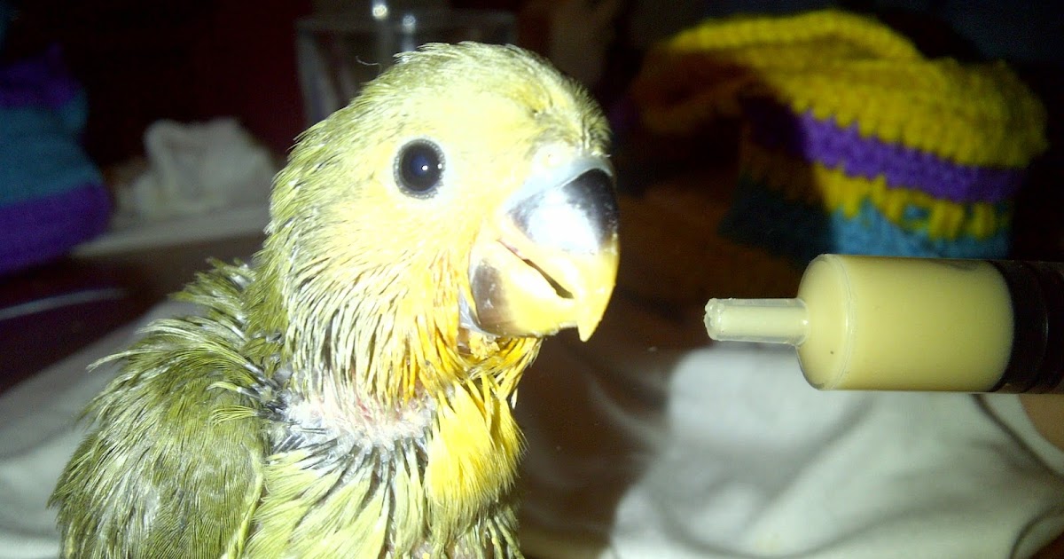 Fotos De Agapornis Papilleros