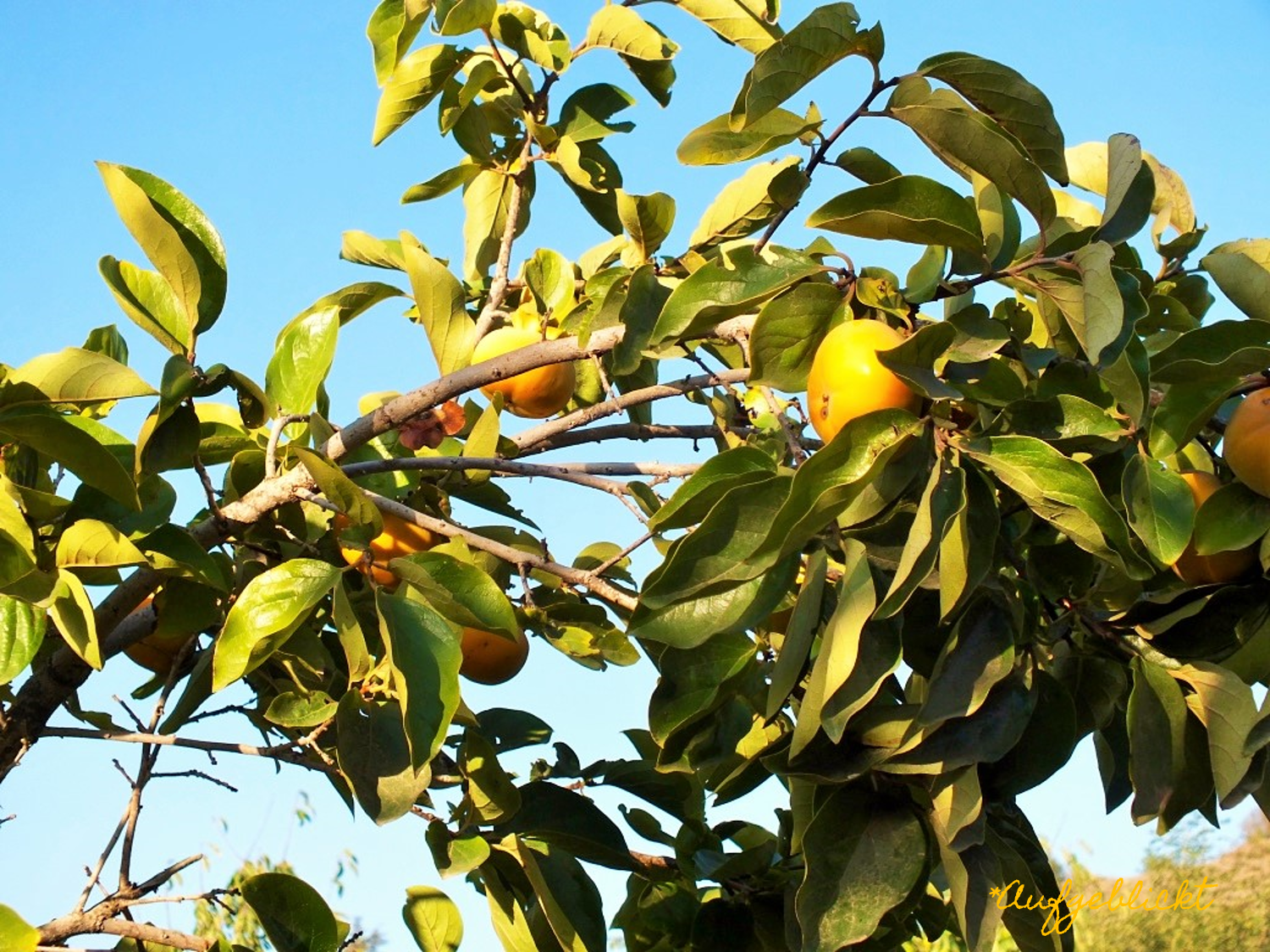 KAKI ODER SHARONFRUCHT? | *AUFGEBLICKT