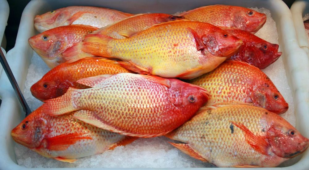Red Snapper Suppliers, Buy Whole Red Snapper, Red Snapper Size, Red ...