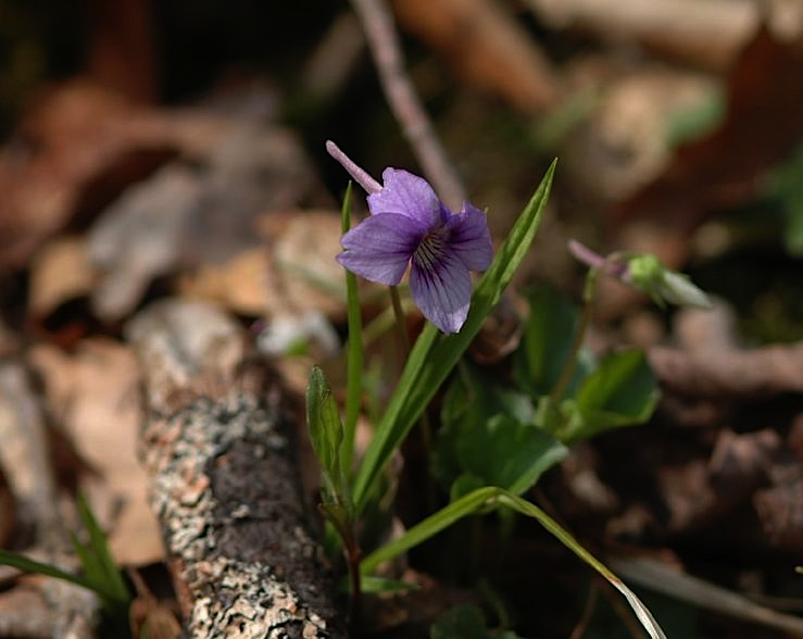 Field Biology in Southeastern Ohio: Violets, Trilliums, and April ...