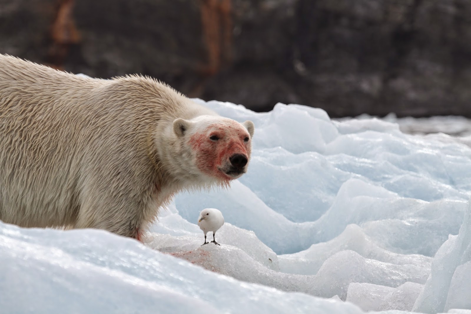 Deformutilation: Polar Bears Feeding
