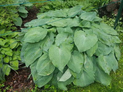 Future Plants by Randy Stewart: Hosta