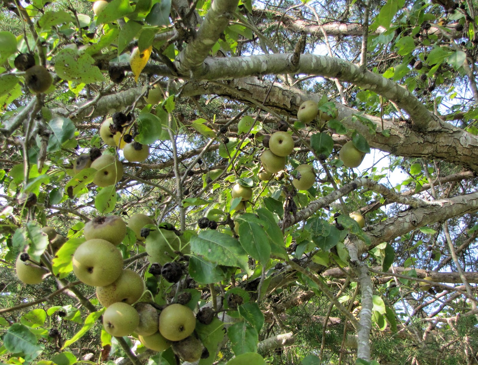 Get Me To The Country: My Wild Pear Tree