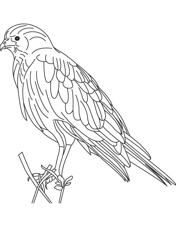 Kids Page: Cooper Color Colouring Coloring Pages
