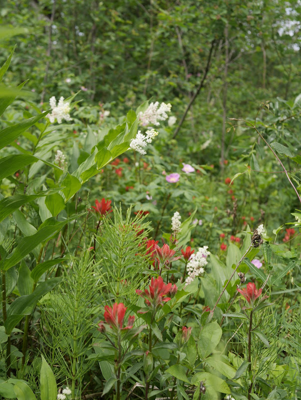 Wildflowers in Northern British Columbia - Backwoods Mama