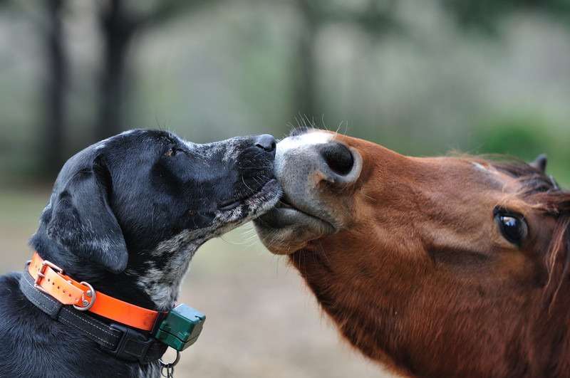 Funny Pictures: Funny Animals best friends photos and funny Animals ...