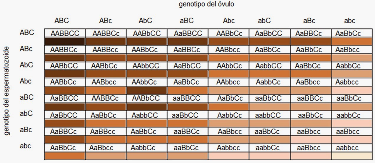 Pantone humano: ¿por qué las personas tenemos diferentes colores de ...