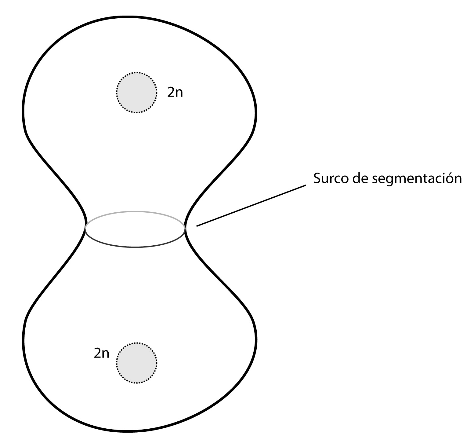 el moderno prometeo: Breve introducción a la división celular: mitosis ...