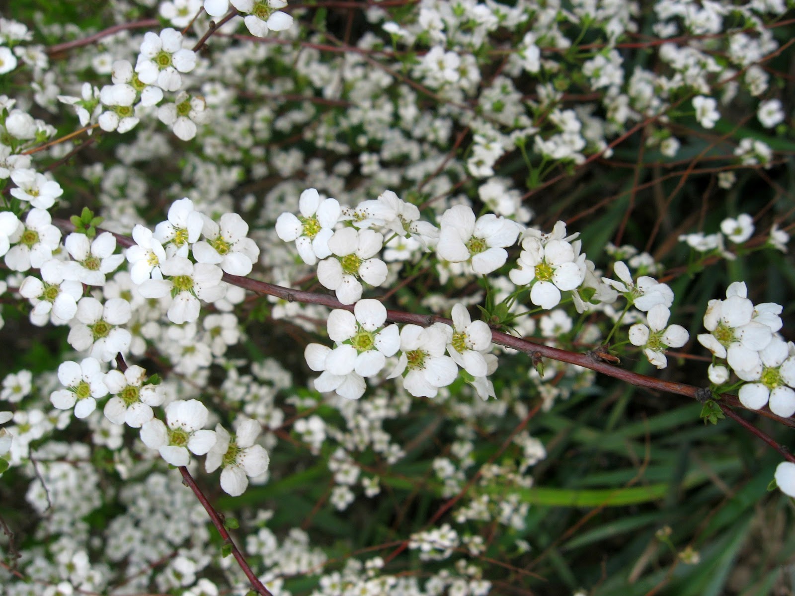 Jax Stumpes: Flora of Asia