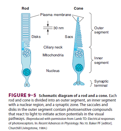 Ini Dia Struktur, Anatomi, dan Jalannya Rangsang Cahaya ke Mata Menuju ...