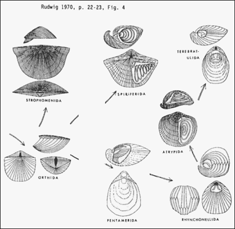 ayo belajar GEOLOGI !!": BRACHIOPODA