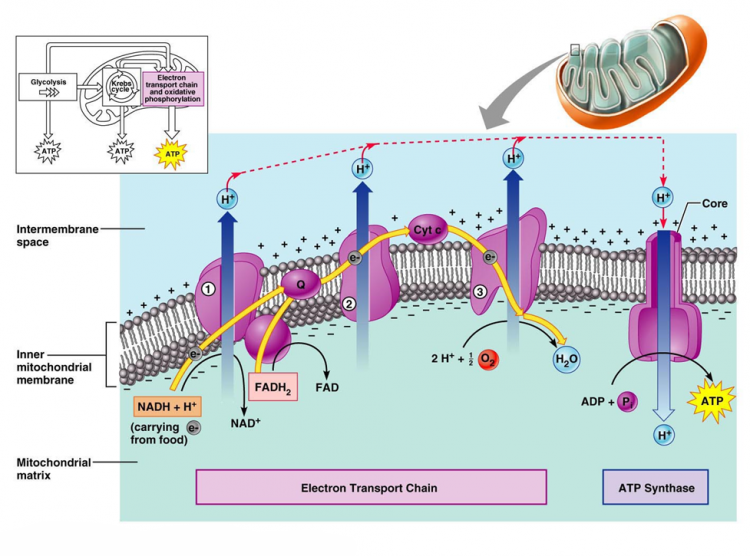 Respirasi Aerob - EDUBIO