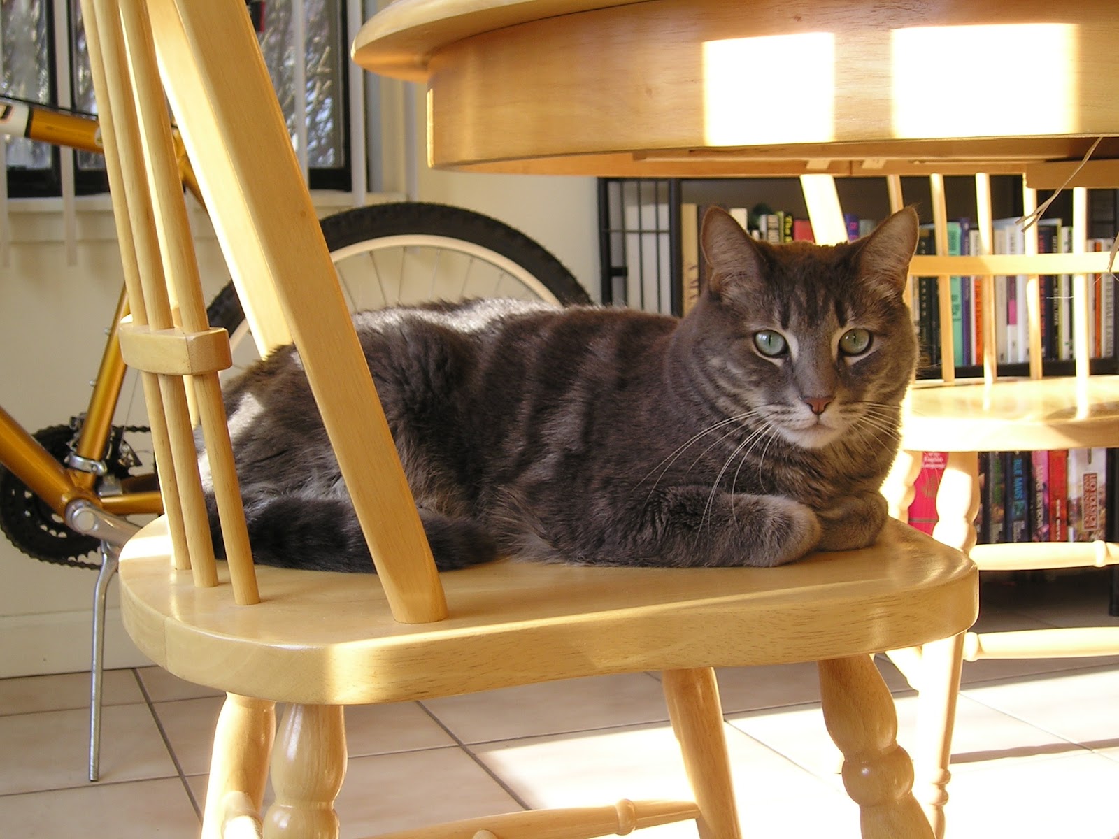 "Billy the Kit" - 2000-2012 ~ Irtiqa