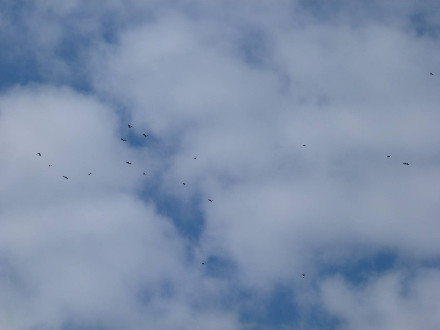 Connecticut Audubon Society: Blue Jay migration
