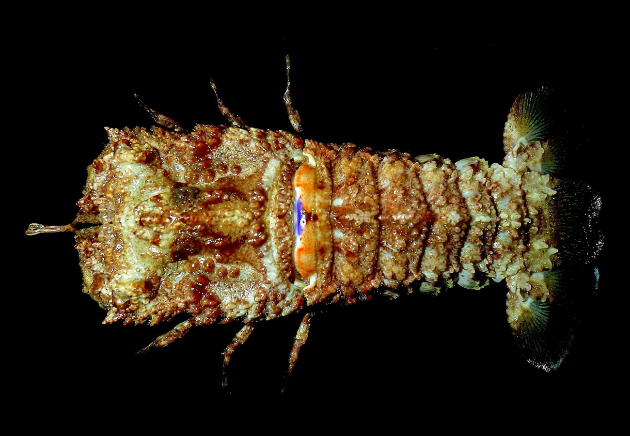 Species New to Science: [Crustacea • 2017] Petrarctus jeppiaari • A New ...