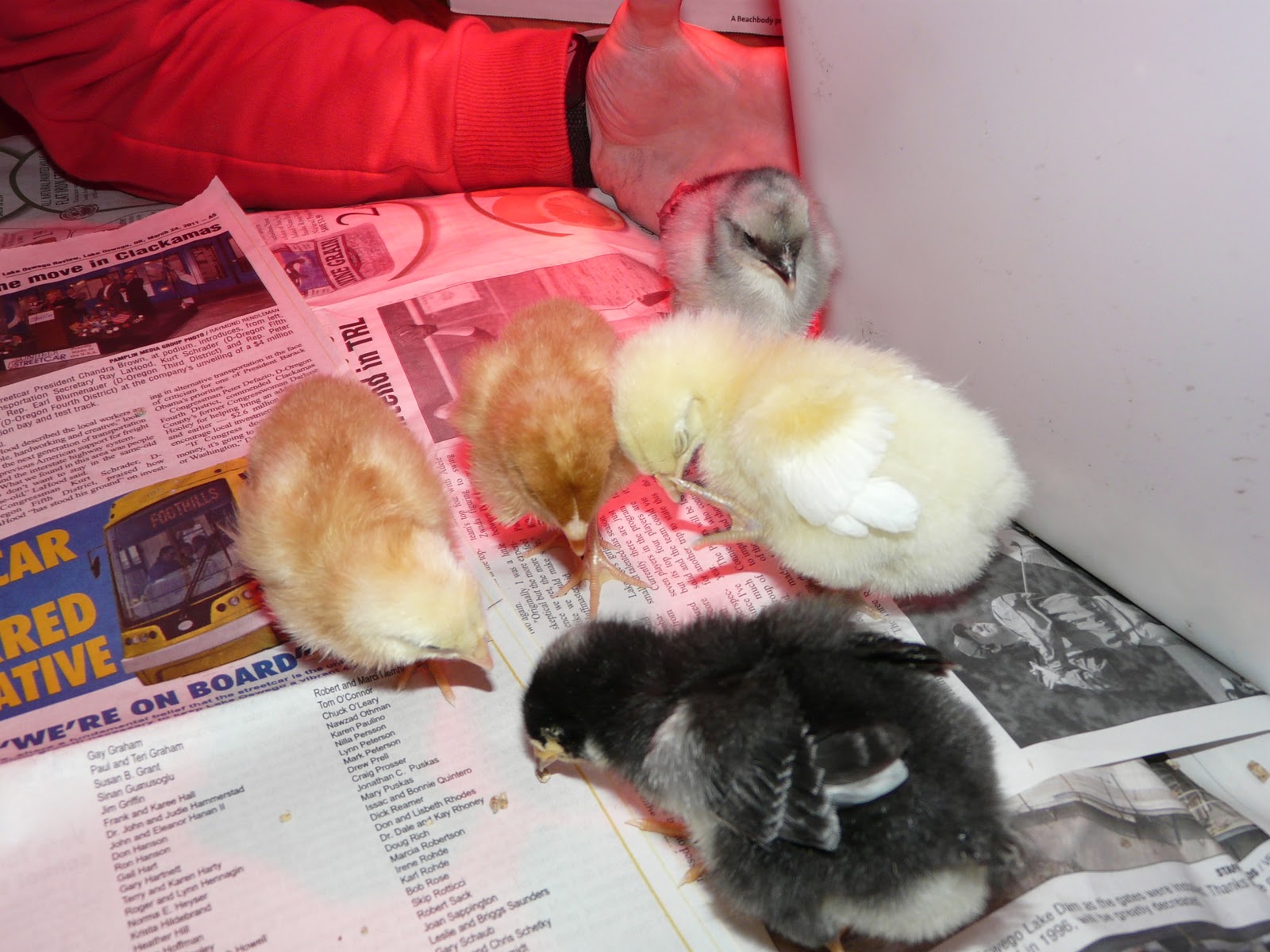 ZigZags and Blossoming.......: Chicks of Paradise- Backyard Chickens