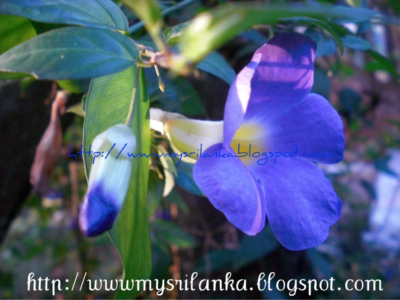 My Sri Lanka: Wild Flowers