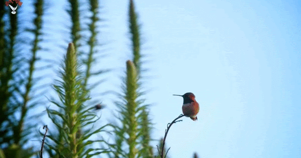 🌐 ȘTIRI-CĂLĂTOR PRIN LUMEA PLANETEI ALBASTRE: PASAREA COLIBRI