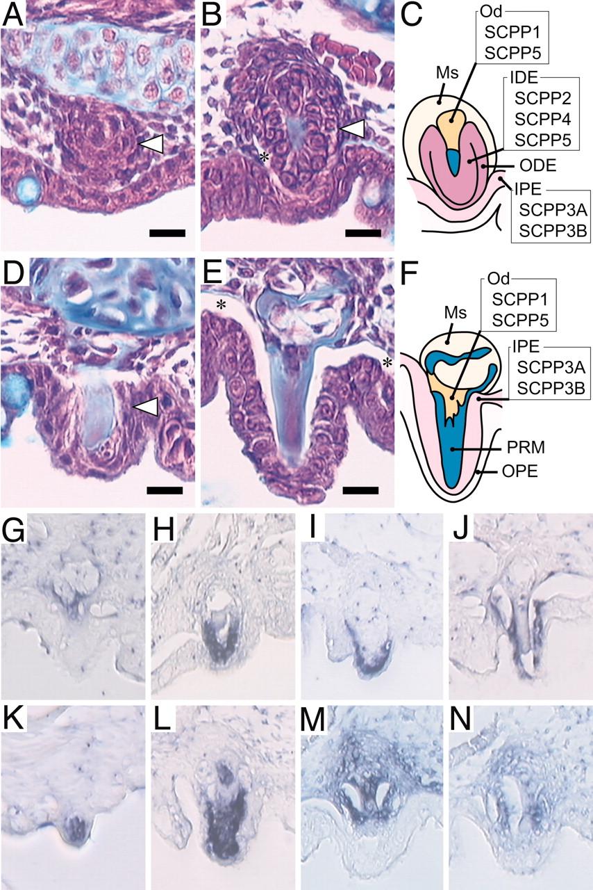 Dentistry lectures for MFDS/MJDF/NBDE/ORE: A Note On Tooth Development ...