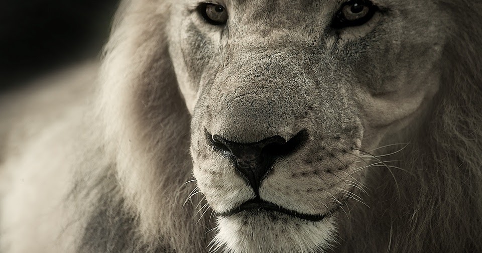 Success Is Coming To You: Pick Up The Lion Mode NOW!!!