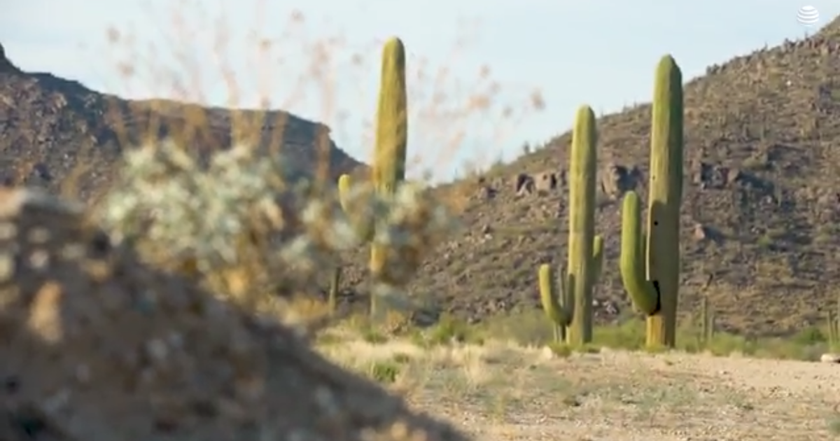 The 3G4G Blog: AT&T Blog: "Providing Connectivity from Inside a Cactus"