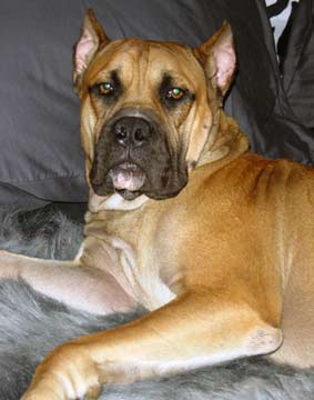 Dogs Info: Alano Espanol (Dog Breed)