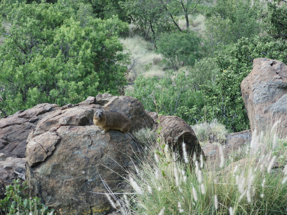 Diversity and Life: A view from the Holocene: Proliferation of Specific ...