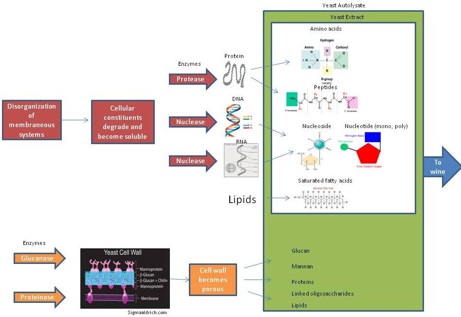 Wine -- Mise en abyme: Lees aging of sparkling wines: The story behind ...