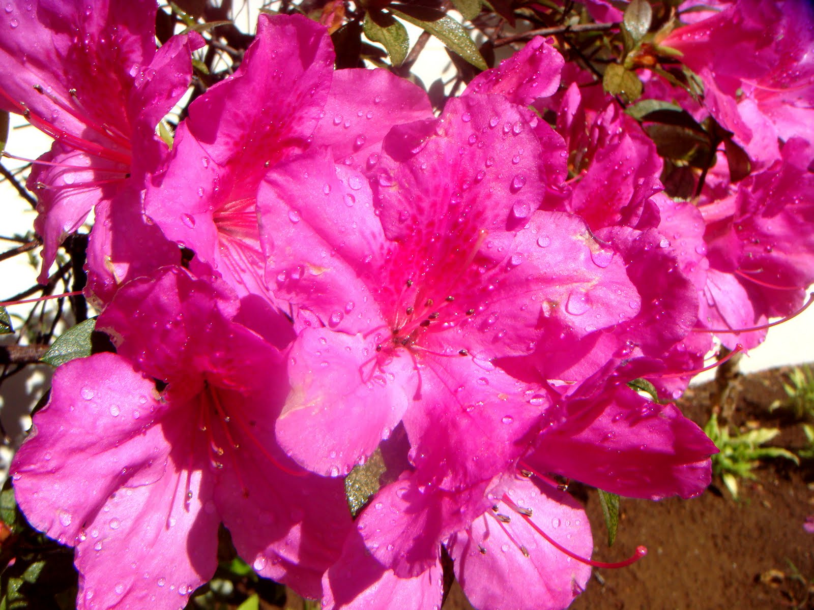 Natureza...lindaaaaaaaa!!: Azaléia...Uma flor linda que significa ...