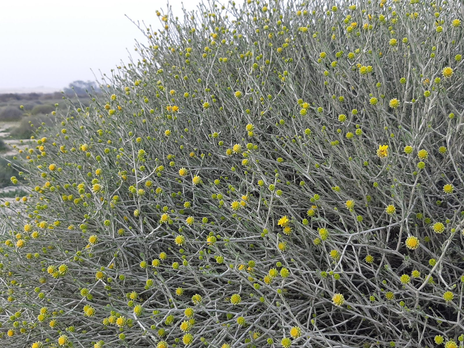 സമന്വയനം : അറേബ്യൻ മരുപ്പൂക്കൾ