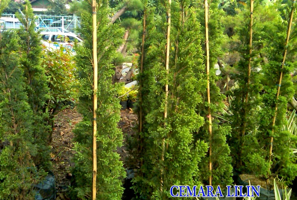 JUAL POHON CEMARA LILIN