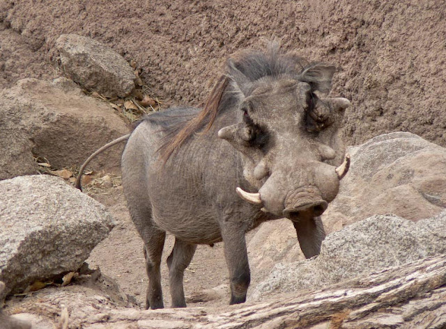 Warthog | The Biggest Animals Kingdom